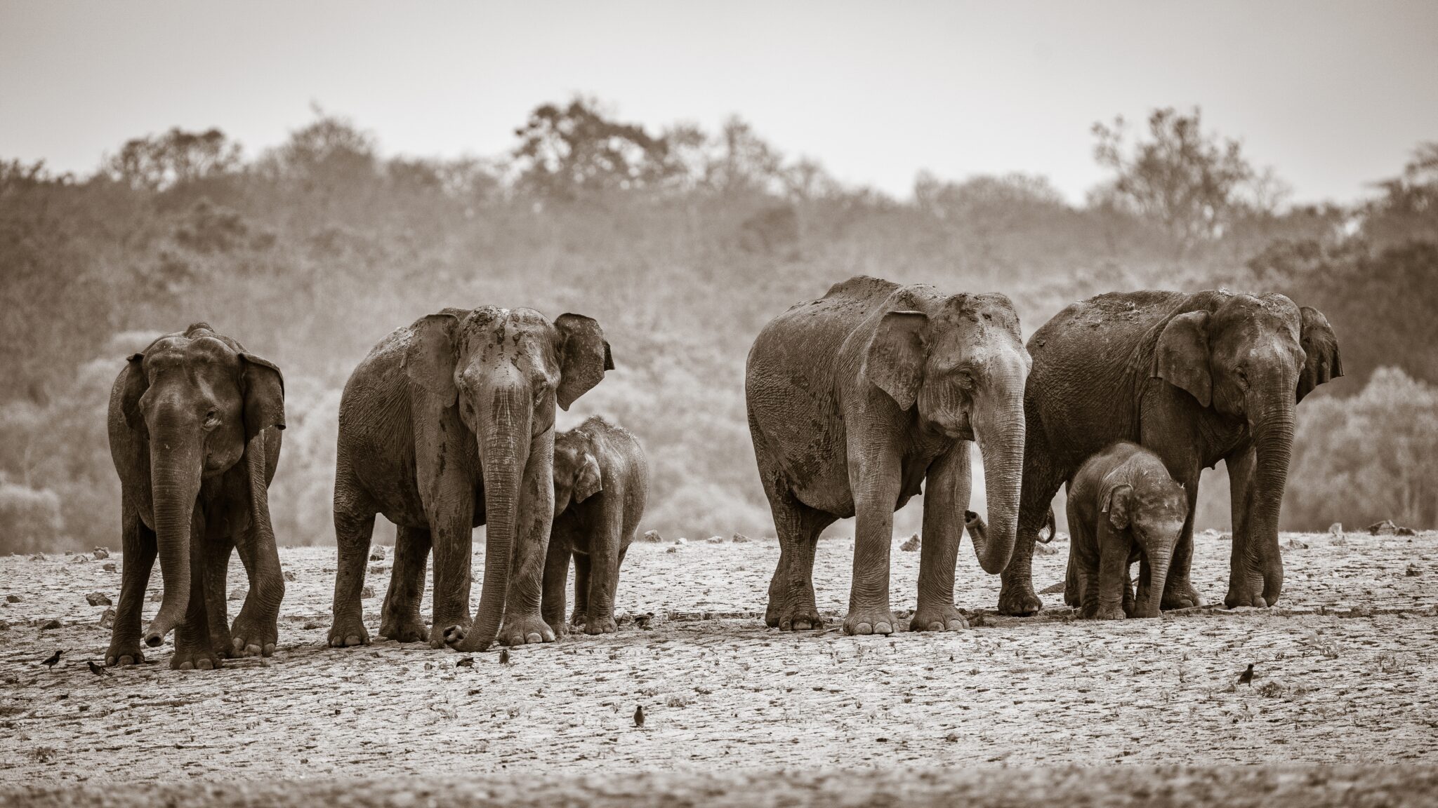 How Parameterized Queries And Bind Parameters Are Implemented In Postgresql For Efficient Query