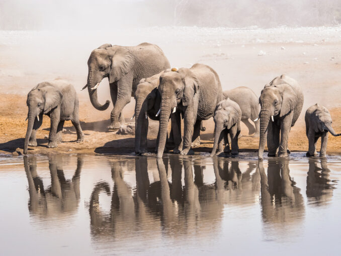 PostgreSQL WAL Files vs Transaction Logs:Differences Explained PostgreSQL WAL Files vs Transaction Logs:Differences Explained