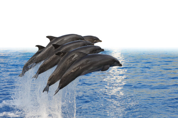 Understanding Cursor Implementation In Mysql Mysql Dba 