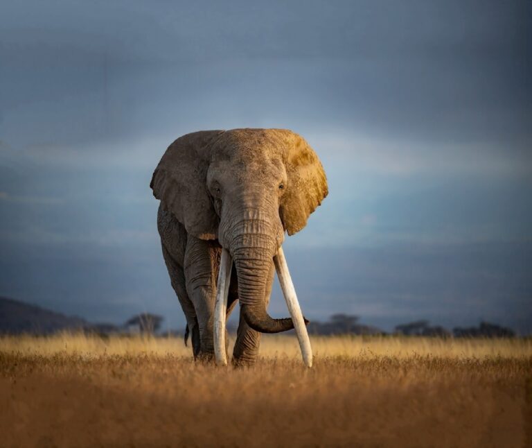 Securing Postgresql With Ssl A Step By Step Configuration Guide 7279