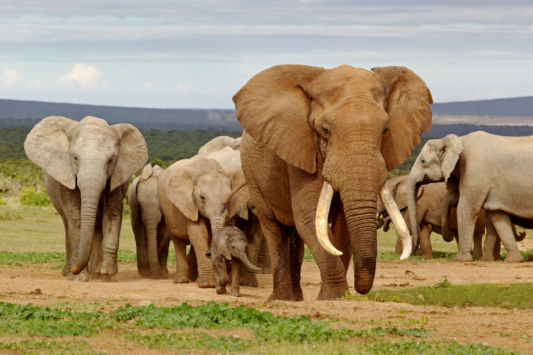 Mastering PostgreSQL Wait Events: Troubleshooting Techniques Mastering PostgreSQL Wait Events: Troubleshooting Techniques