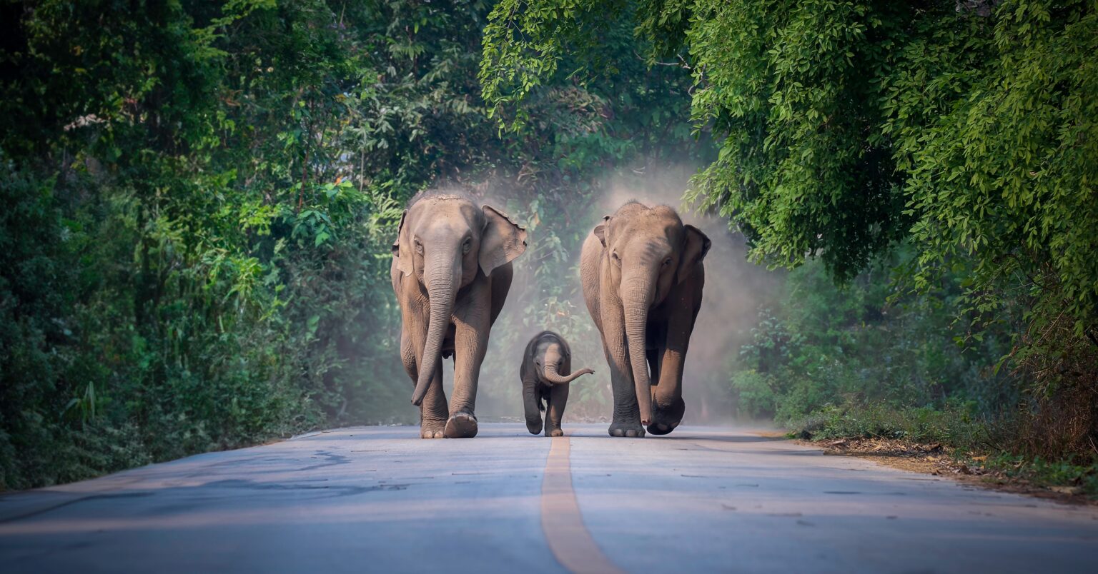 Pgupgrade Step By Step Migration From Postgresql 11 To 15 