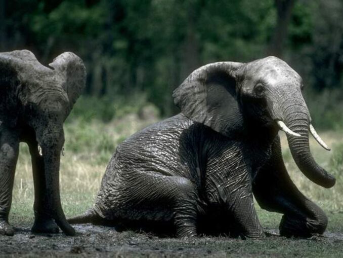 Postgresql Wal Files Vs Transaction Logs Differences Explained