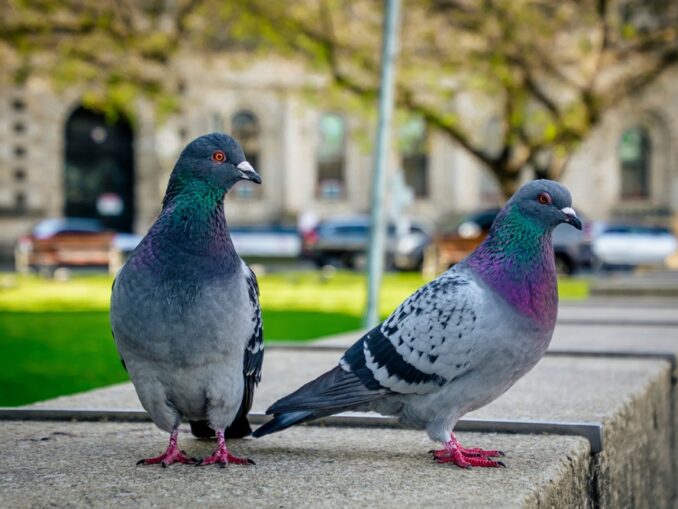 Mysql Error 1130 Host Not Allowed To Connect To Mysql Server 3768