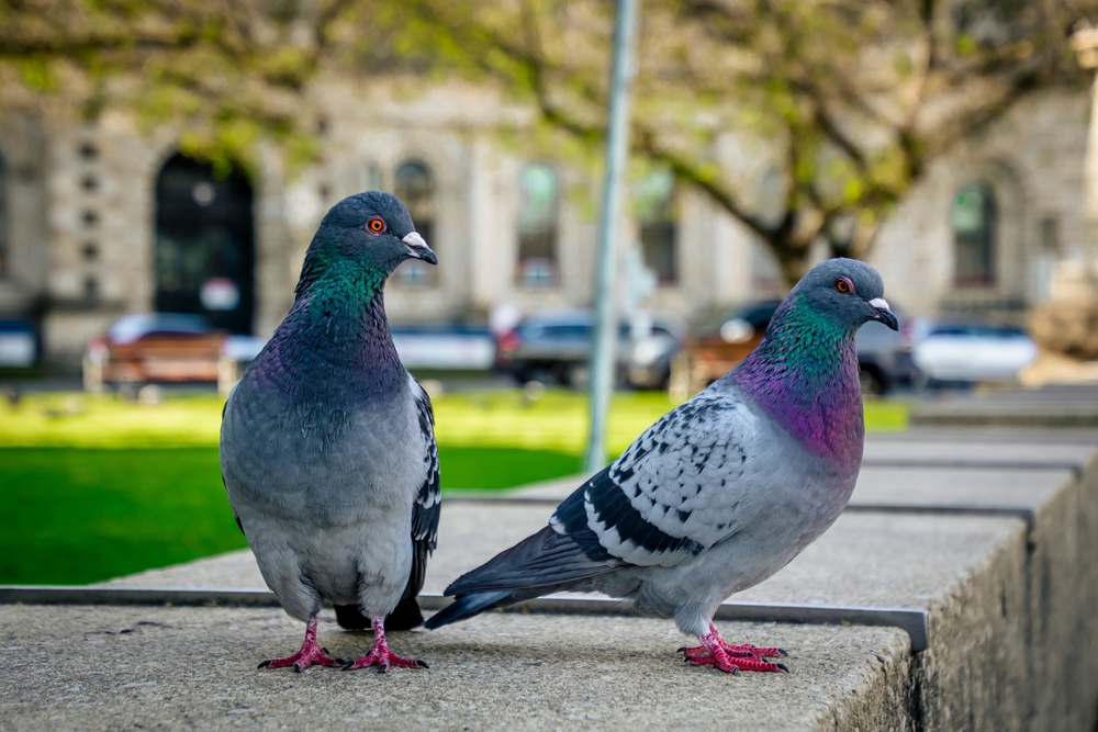 Enhancing MySQL Performance with CPU Affinity Strategies