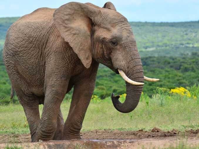 Unnest Function In Postgresql Transform Arrays Into Rows 