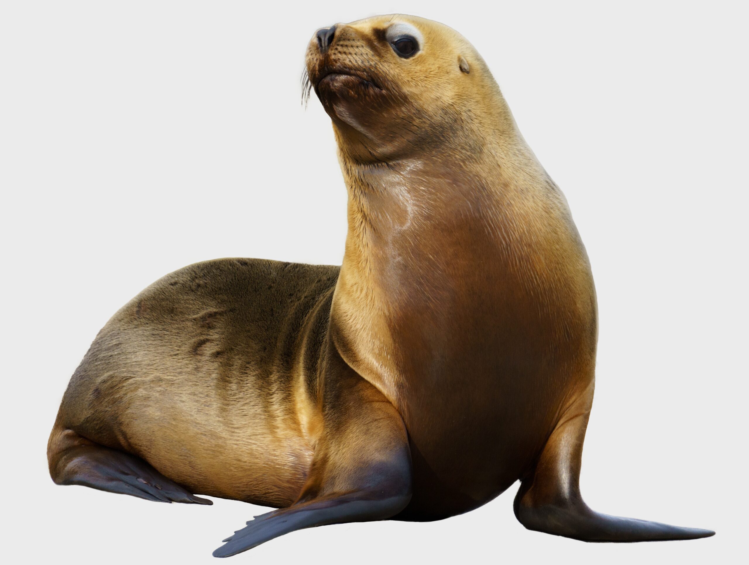 Writing User Defined Functions For Mariadb In Go Mariadb Dba